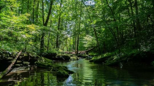 Hutan Adalah: Pengertian, Jenis, Ciri, sampai Manfaatnya